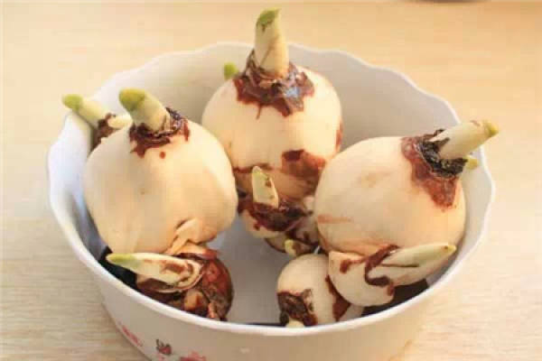 How to avoid Narcissus dumb flowers - The Plant Aide