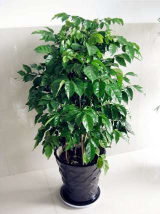 The effect and function of emerald tree - The Plant Aide