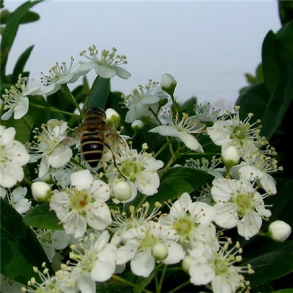 Common diseases and insect pests of Pyracantha and their control - The ...