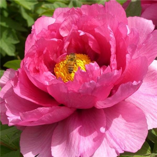 Can peony be grafted - The Plant Aide