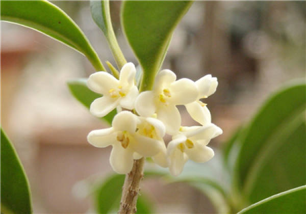 What is the function of Osmanthus - The Plant Aide