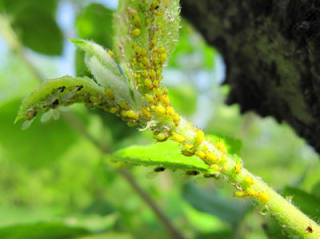 Common pests of Begonia in Xifu - The Plant Aide