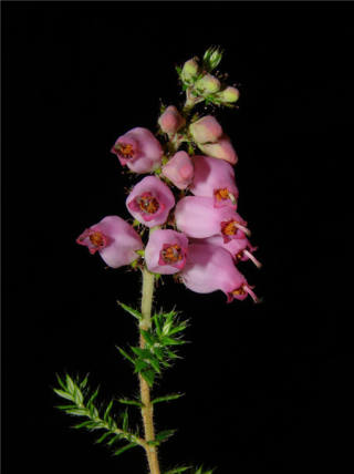 How to breed Phoebe - The Plant Aide