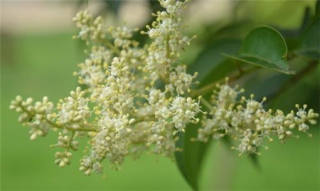 What to do with privet rotten root - The Plant Aide