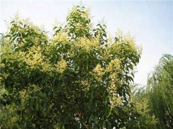 What to do with privet rotten root - The Plant Aide