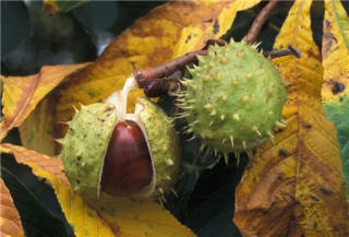 How does Aesculus reproduce - The Plant Aide