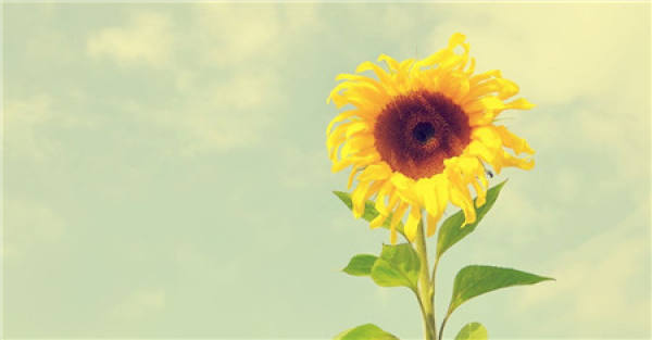 Flower language and legend of sunflower - The Plant Aide