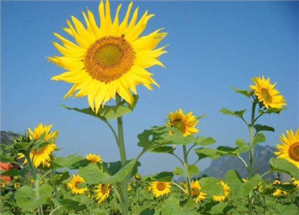 Flower language and legend of sunflower - The Plant Aide