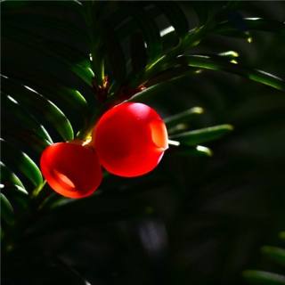 What are the taxus species - The Plant Aide