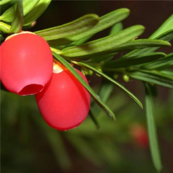 What are the taxus species - The Plant Aide