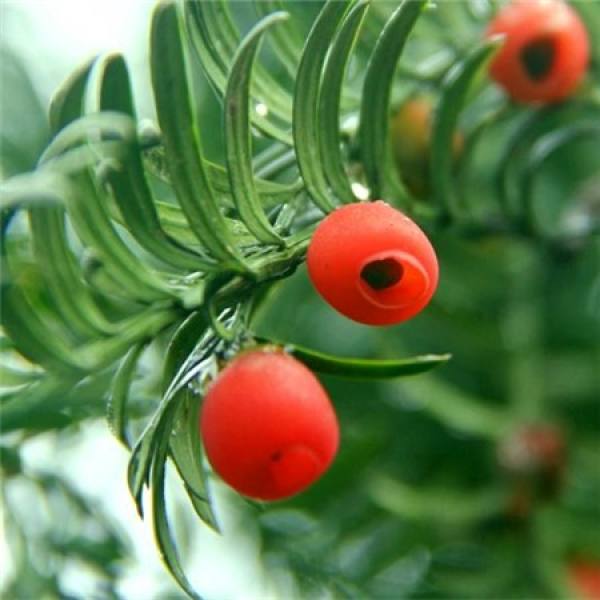 How to cut and propagate Taxus - The Plant Aide