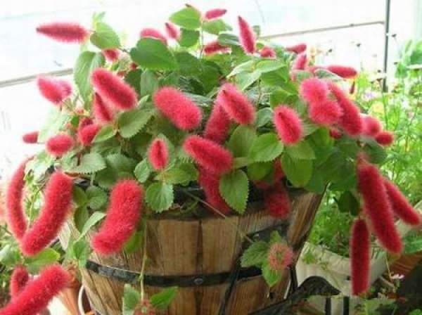 The difference between dog tail red and cat tail red - The Plant Aide