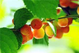 Can we eat the fruit of Prunus mume - The Plant Aide