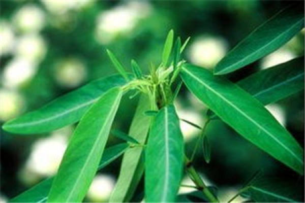 How to plant the seeds of dancing grass - The Plant Aide