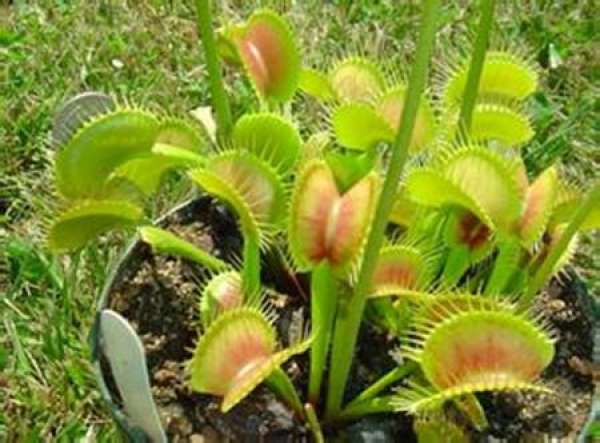 What is the function of flytrap - The Plant Aide