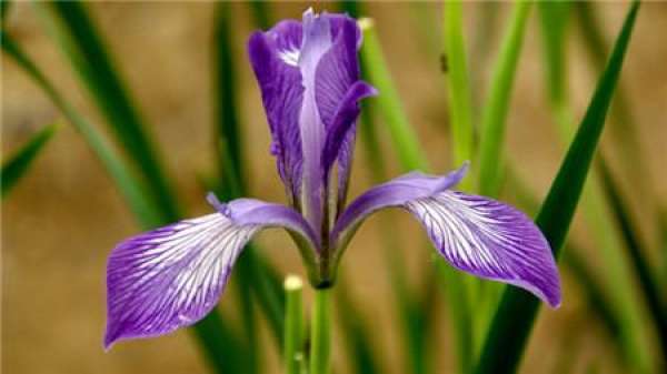 The propagation method of iris - The Plant Aide