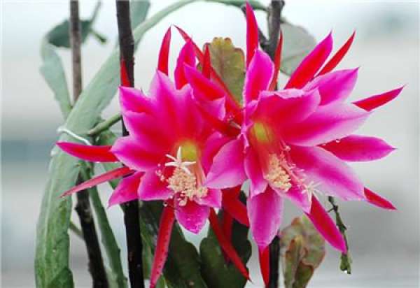 How to deal with the rotten cutting of Lingjian lotus - The Plant Aide