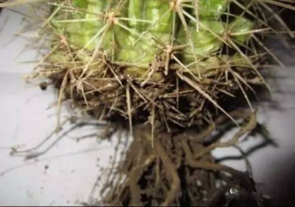 How to deal with cactus rotten root and rotten stem - The Plant Aide