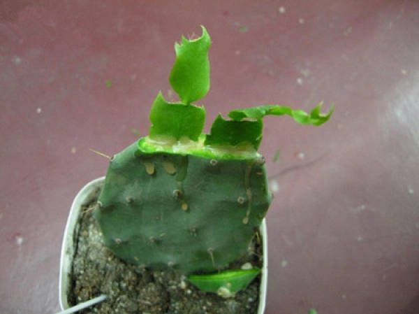How to deal with cactus rotten root and rotten stem - The Plant Aide