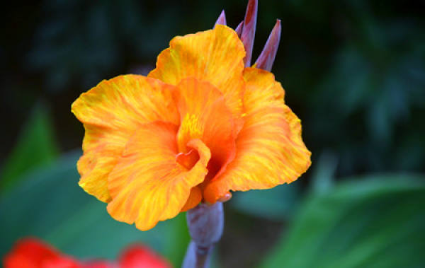 How to water Canna all year round - The Plant Aide