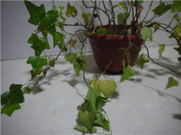 What to do with the wilting of ivy leaves - The Plant Aide