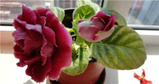 How to deal with the rotten ball - The Plant Aide