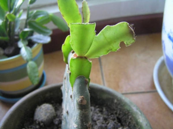 How to deal with cactus rotten root and rotten stem - The Plant Aide
