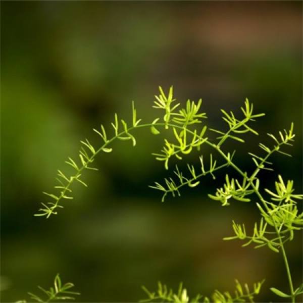 What are the breeding methods of Asparagus - The Plant Aide