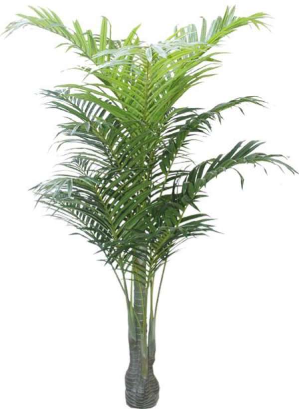 How to deal with sunflower's rotten roots - The Plant Aide