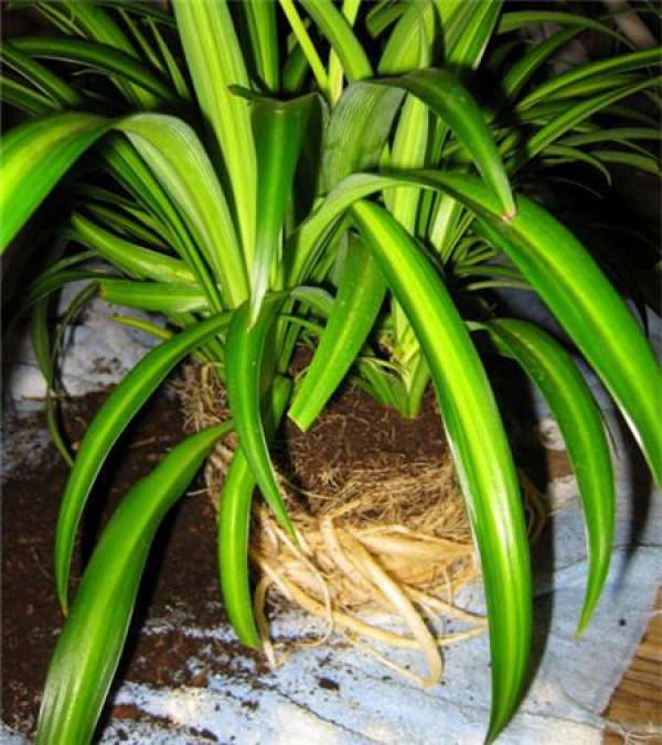 What are the breeding methods of Chlorophytum - The Plant Aide