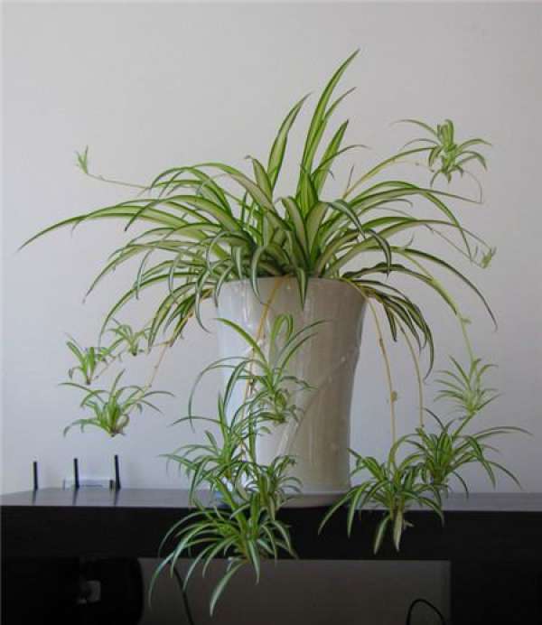 What are the breeding methods of Chlorophytum - The Plant Aide