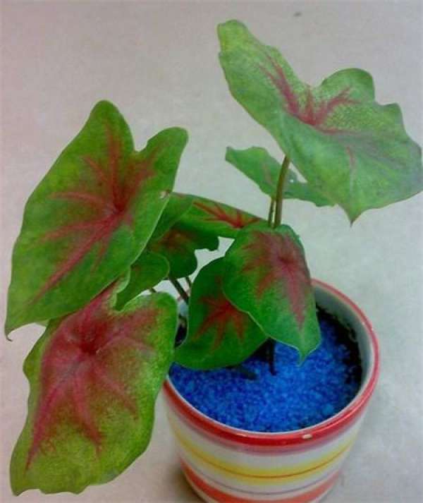 How to plant and propagate taro - The Plant Aide