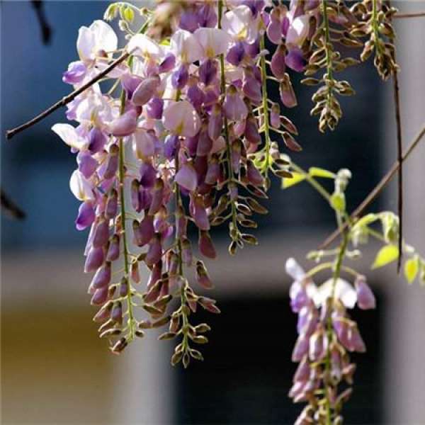 How to plant Wisteria seeds - The Plant Aide