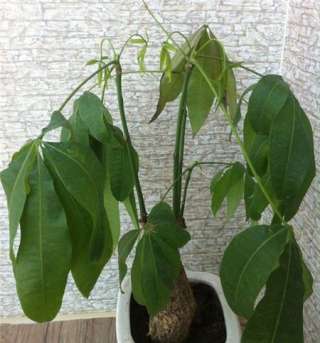 How to deal with the drooping leaves of the Money Tree - The Plant Aide