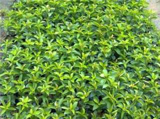 Common diseases and insect pests of holly and their control - The Plant ...