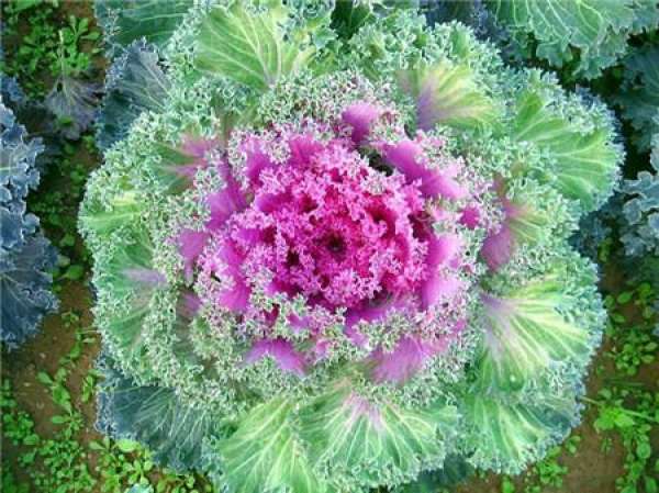 Sowing and propagation methods of kale - The Plant Aide