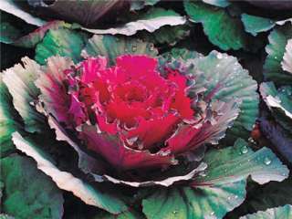Sowing and propagation methods of kale - The Plant Aide