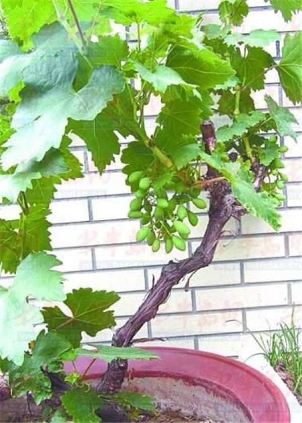 Production and maintenance of grape bonsai - The Plant Aide