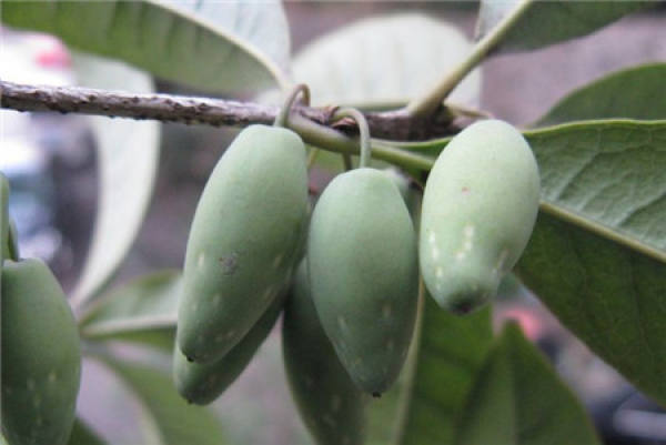 Can the fruits of Osmanthus be eaten - The Plant Aide