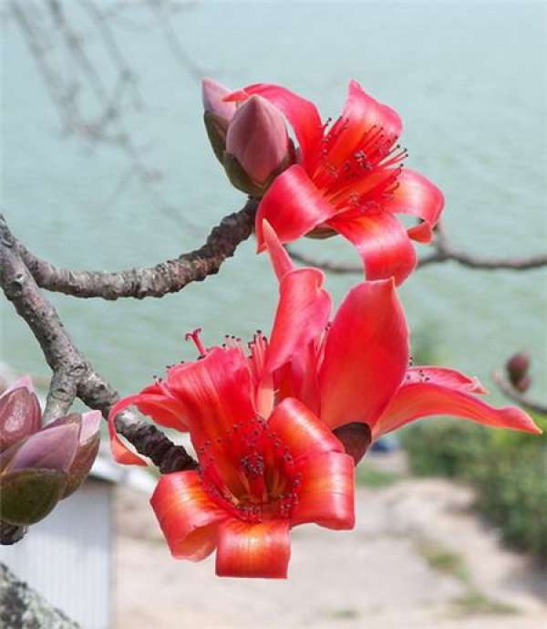 How to graft and propagate kapok - The Plant Aide