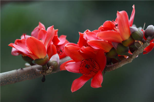 How to graft and propagate kapok - The Plant Aide