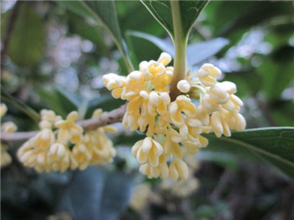 Seed sowing method of Sweet osmanthus - The Plant Aide
