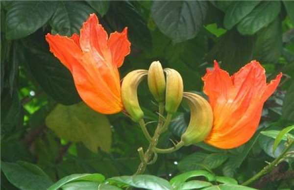 The value of firework tree - The Plant Aide