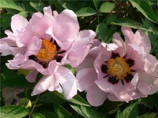 Efficacy and function of Paeonia spider plant - The Plant Aide