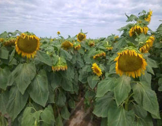 Symptoms of sunflower lack of nutrition - The Plant Aide