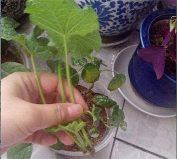 How to cut hollyhock - The Plant Aide