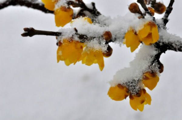 How to deal with the falling bud of wintersweet - The Plant Aide