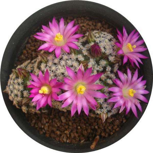 Flower language and legend of rock Peony - The Plant Aide