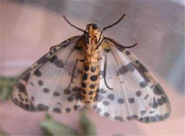 Diseases and insect pests of boxwood and their control - The Plant Aide