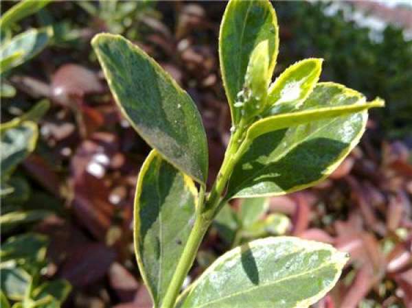 Diseases and insect pests of boxwood and their control - The Plant Aide